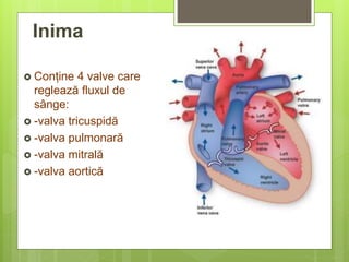 Inima si sistemul cardiovascular | PPTX
