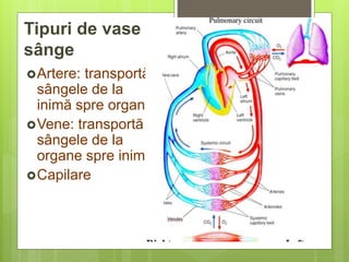 Inima si sistemul cardiovascular | PPTX
