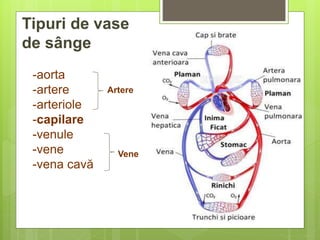 Inima si sistemul cardiovascular | PPTX