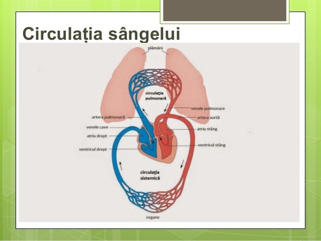 Inima si sistemul cardiovascular