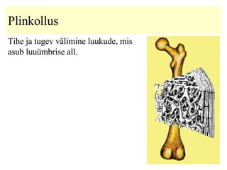 INIMESE LUUSTIK | PPT
