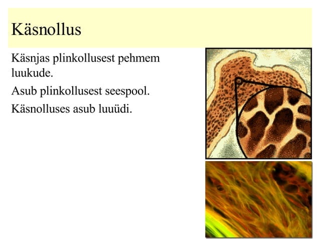 INIMESE LUUSTIK | PPT