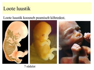 INIMESE LUUSTIK | PPT