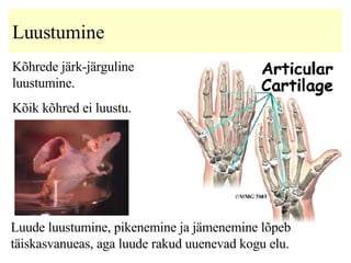 INIMESE LUUSTIK | PPT