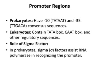 'Initiation and RNA processing' with you.pdf