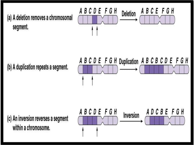 Initiation and termination codons , mutation and genetic code | PPTX | Chemistry | Science
