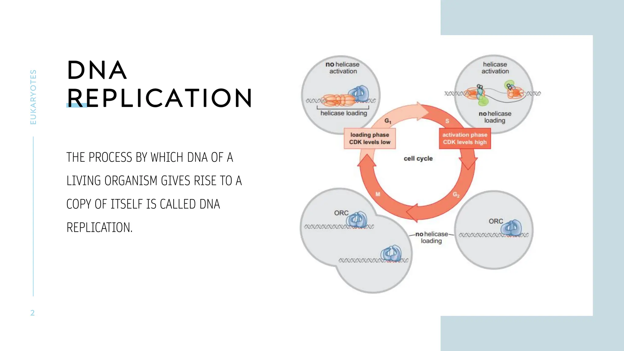 INITIATION mol bio Dna in eukaryotes initiation part | PDF