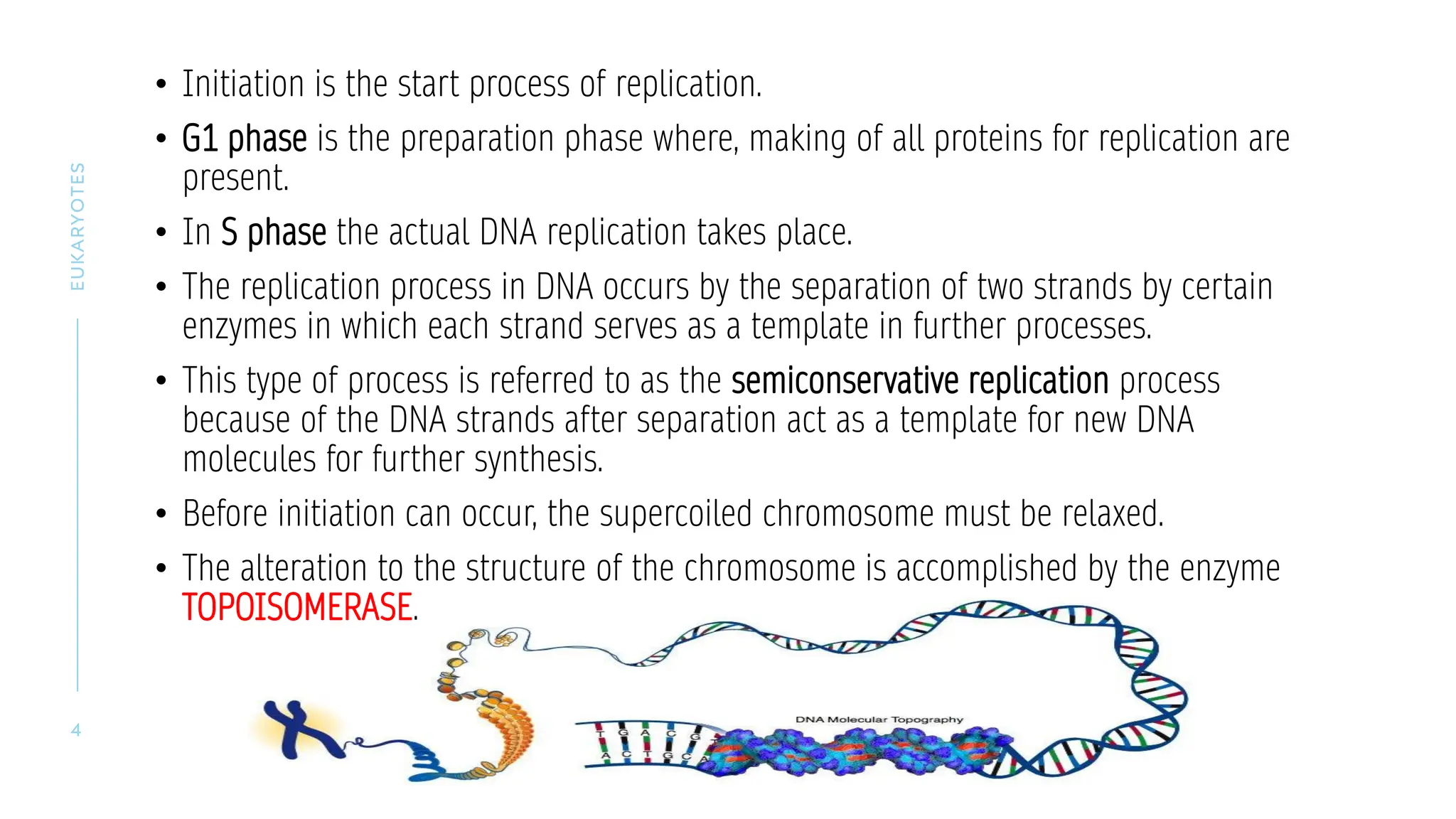 INITIATION mol bio Dna in eukaryotes initiation part | PDF