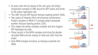 INITIATION mol bio Dna in eukaryotes initiation part | PDF