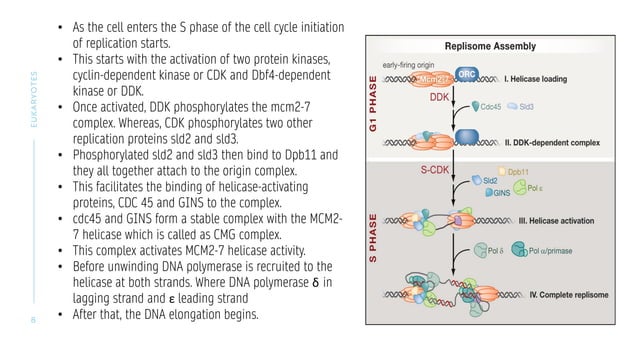 INITIATION mol bio Dna in eukaryotes initiation part | PPT | Free Download