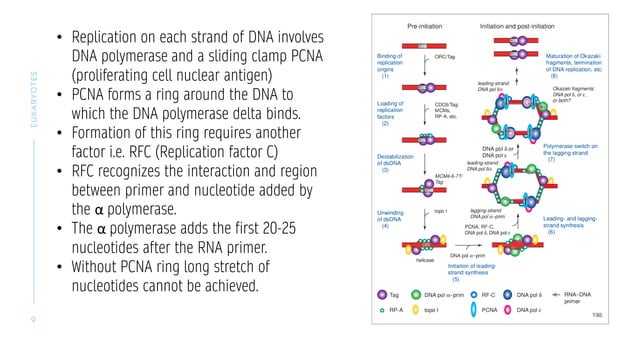 INITIATION mol bio Dna in eukaryotes initiation part | PPT