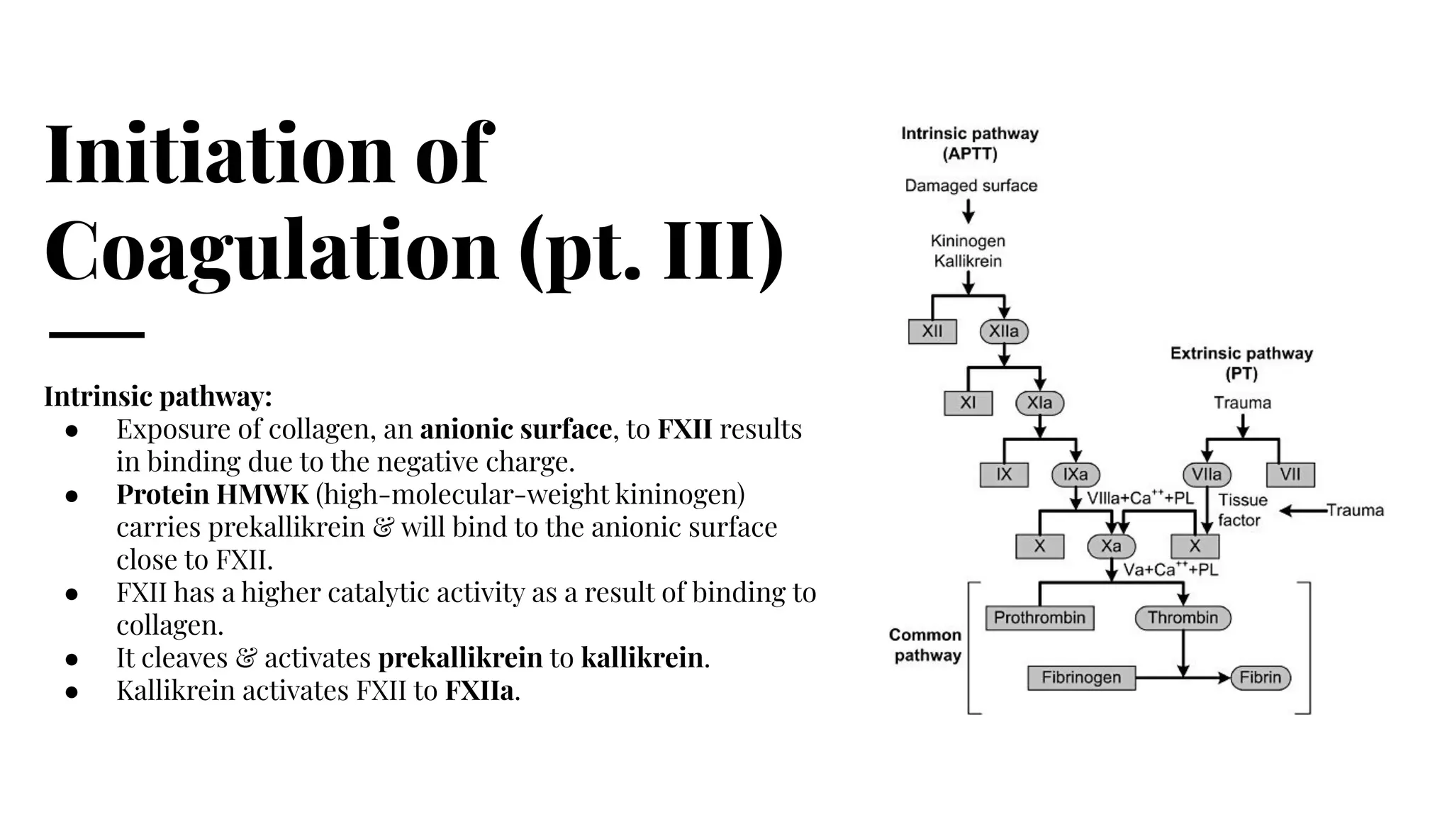 Initiation of Hemocoagulation and Its Relation to Hemostasis Tests | PPT