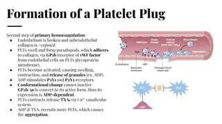 Initiation of Hemocoagulation and Its Relation to Hemostasis Tests | PPT