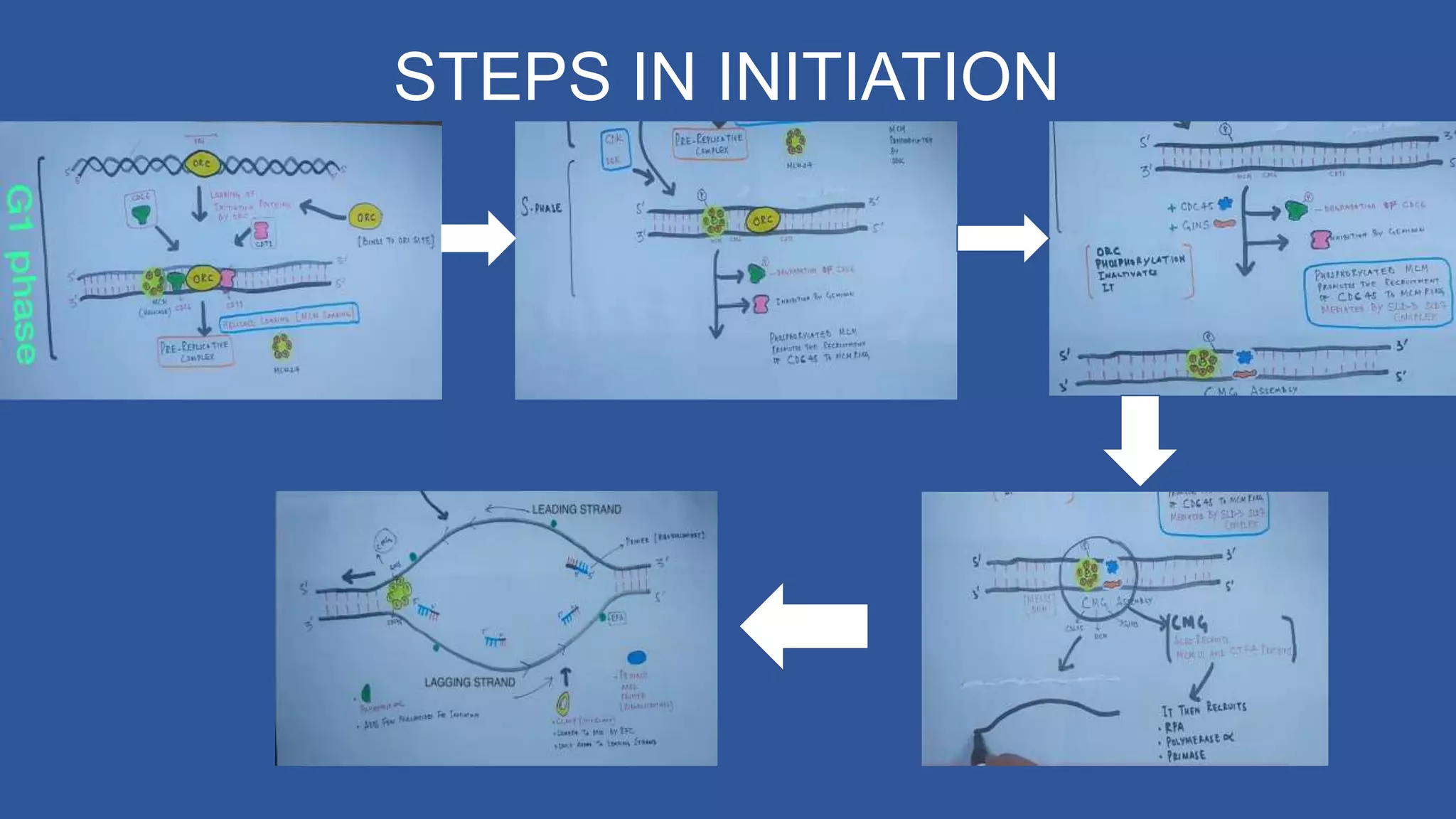 INITIATION OF REPLICATION IN EUKARYOTES.pptx