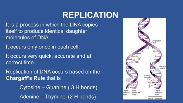 INITIATION OF REPLICATION IN EUKARYOTES.pptx