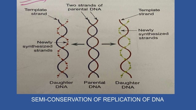 INITIATION OF REPLICATION IN EUKARYOTES.pptx