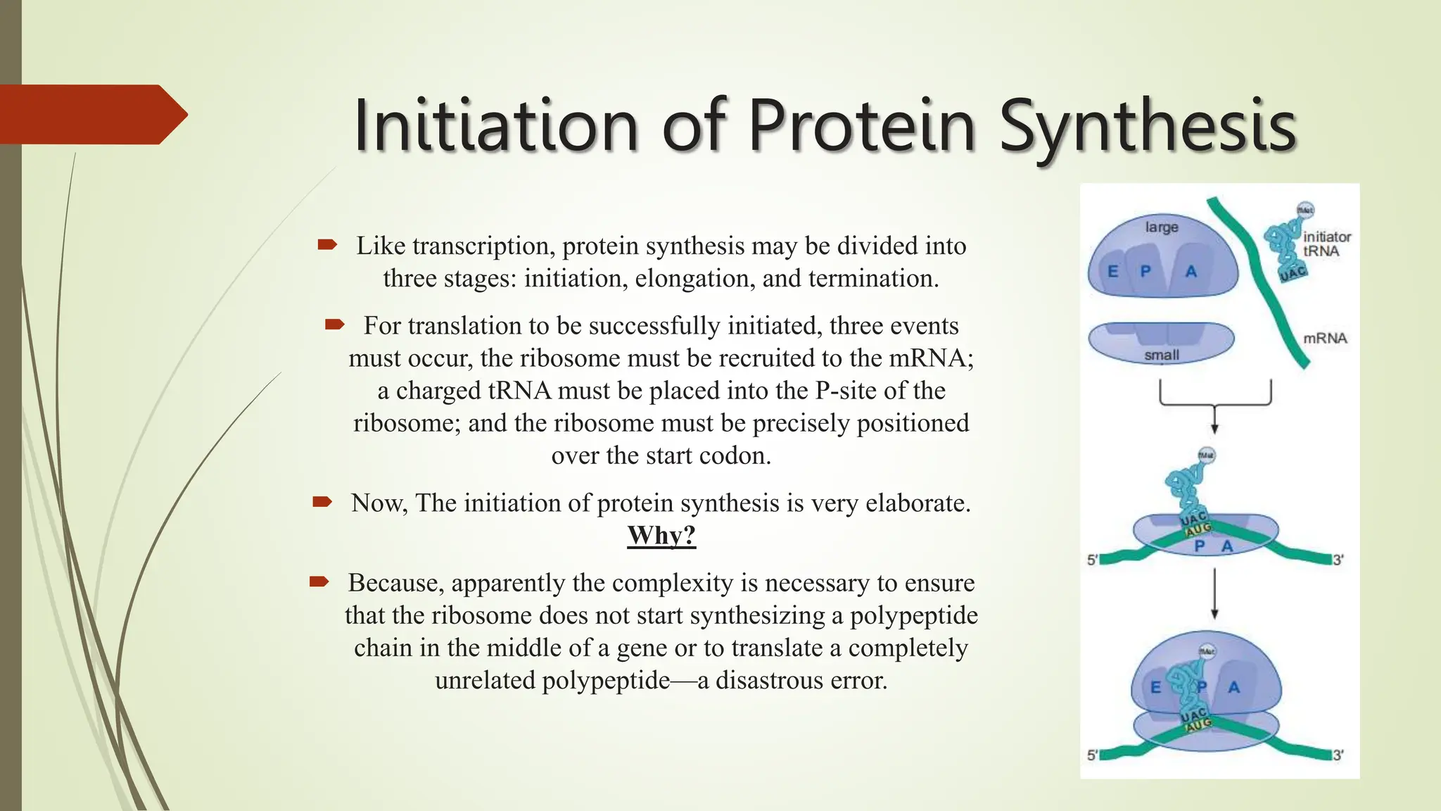 Initiation of Translation.pptx | Programming Languages | Computing