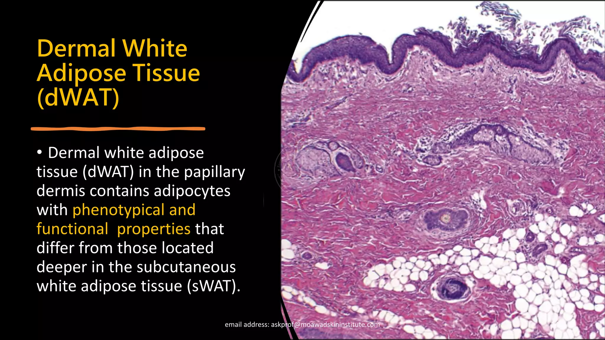 Injectables Adipose Tissue. Past Present and Future.pptx