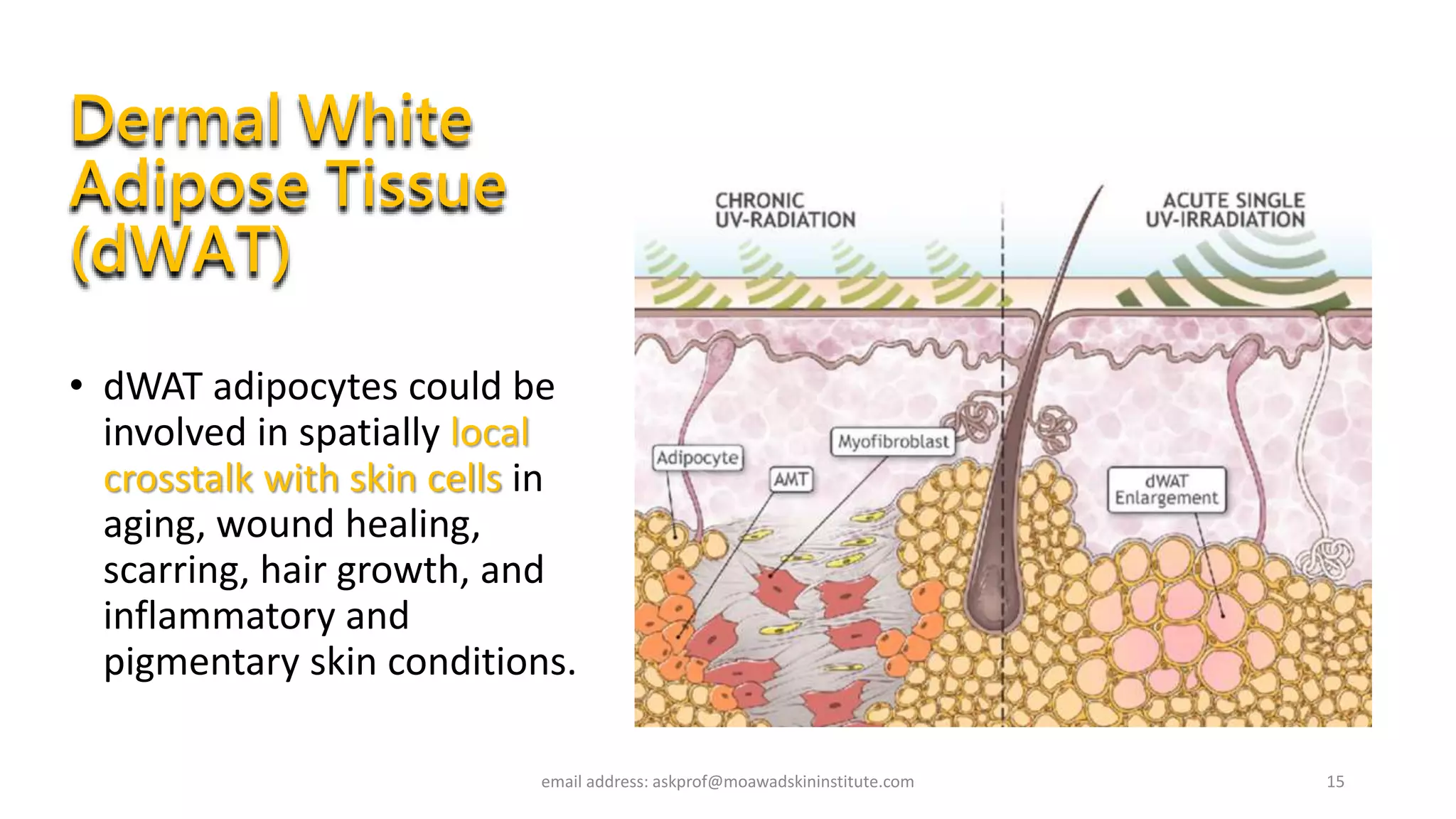 Injectables Adipose Tissue. Past Present and Future.pptx