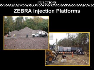 ZEBRA Environmental Injections | PPT | Science