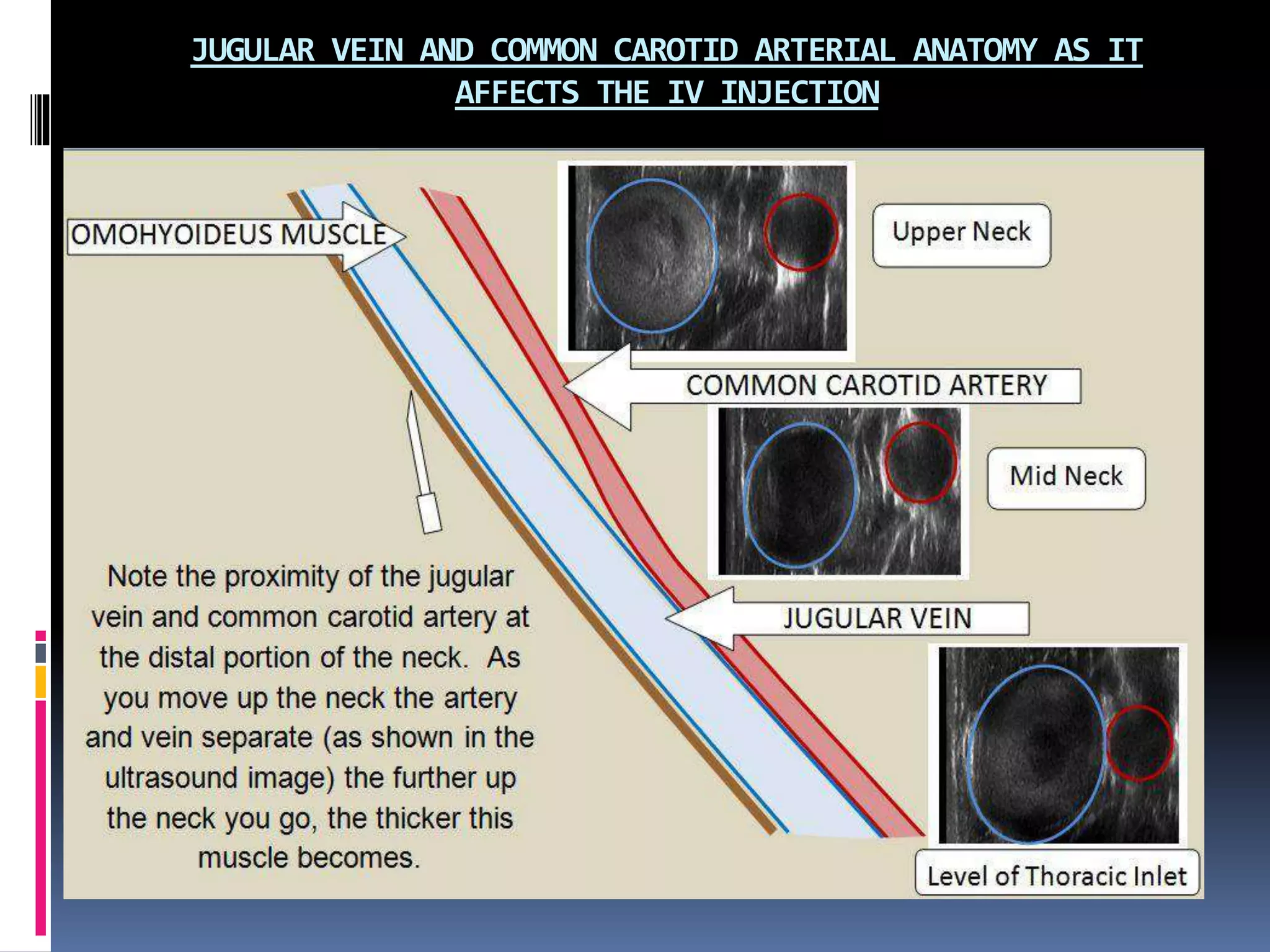 Injection techniques in equines and canines | PPT