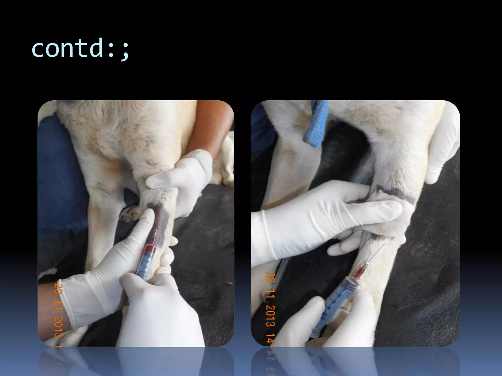 Injection techniques in equines and canines | PPT