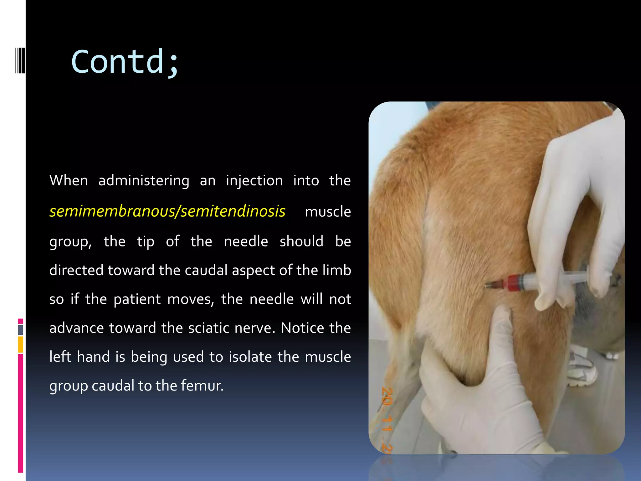 Injection techniques in equines and canines | PPT