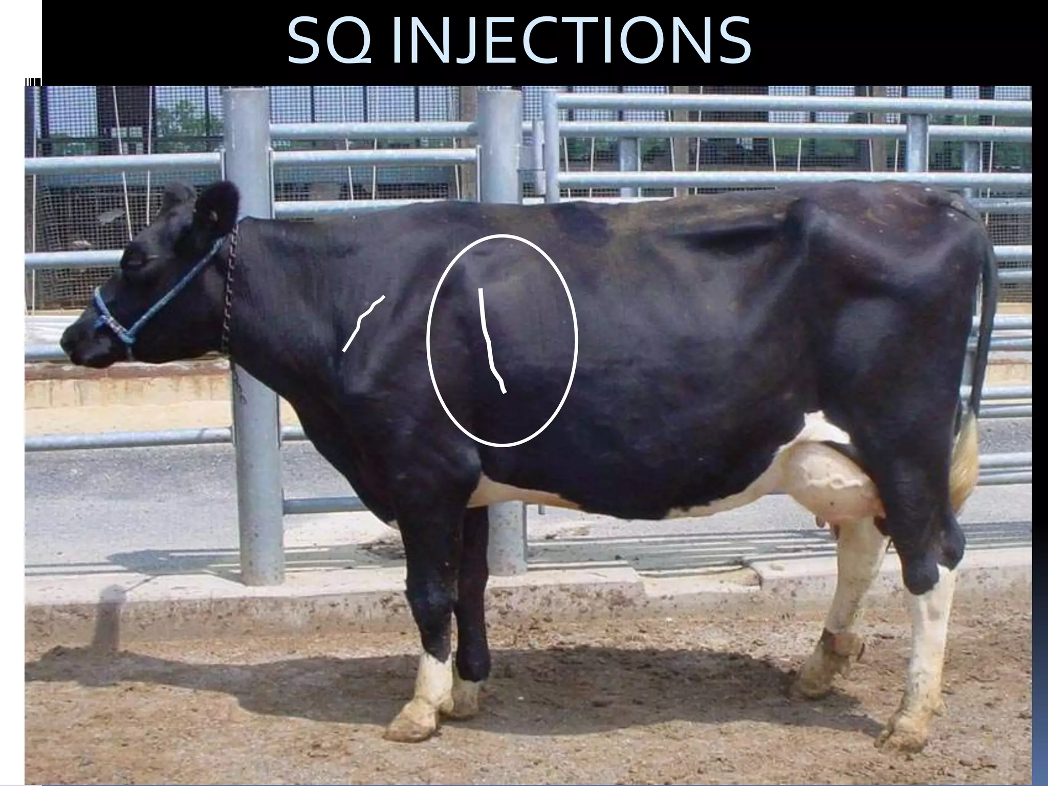 Injection techniques in equines and canines | PPT