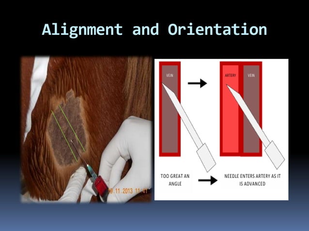 Injection techniques in equines and canines | PPT