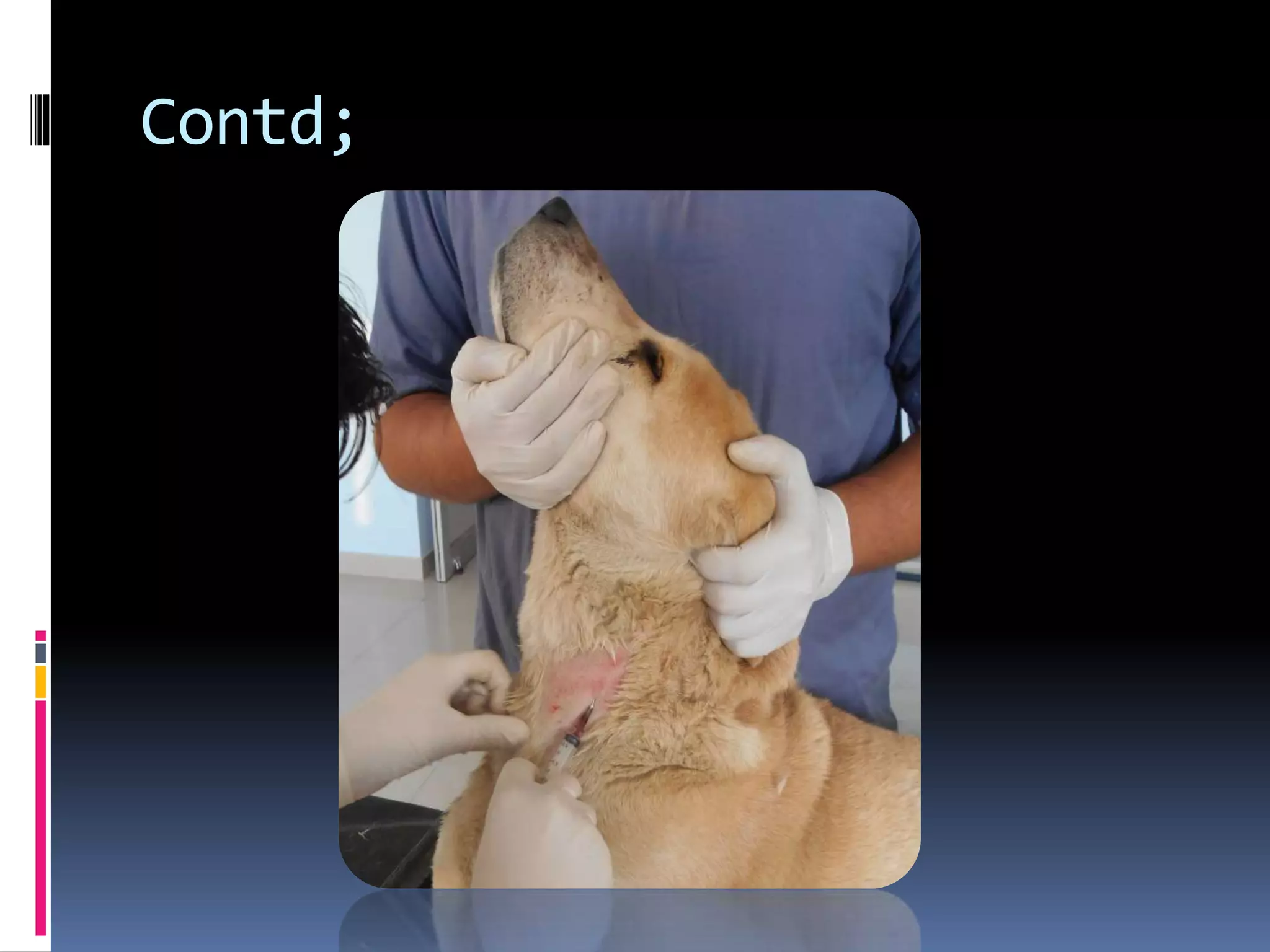 Injection techniques in equines and canines | PPTX