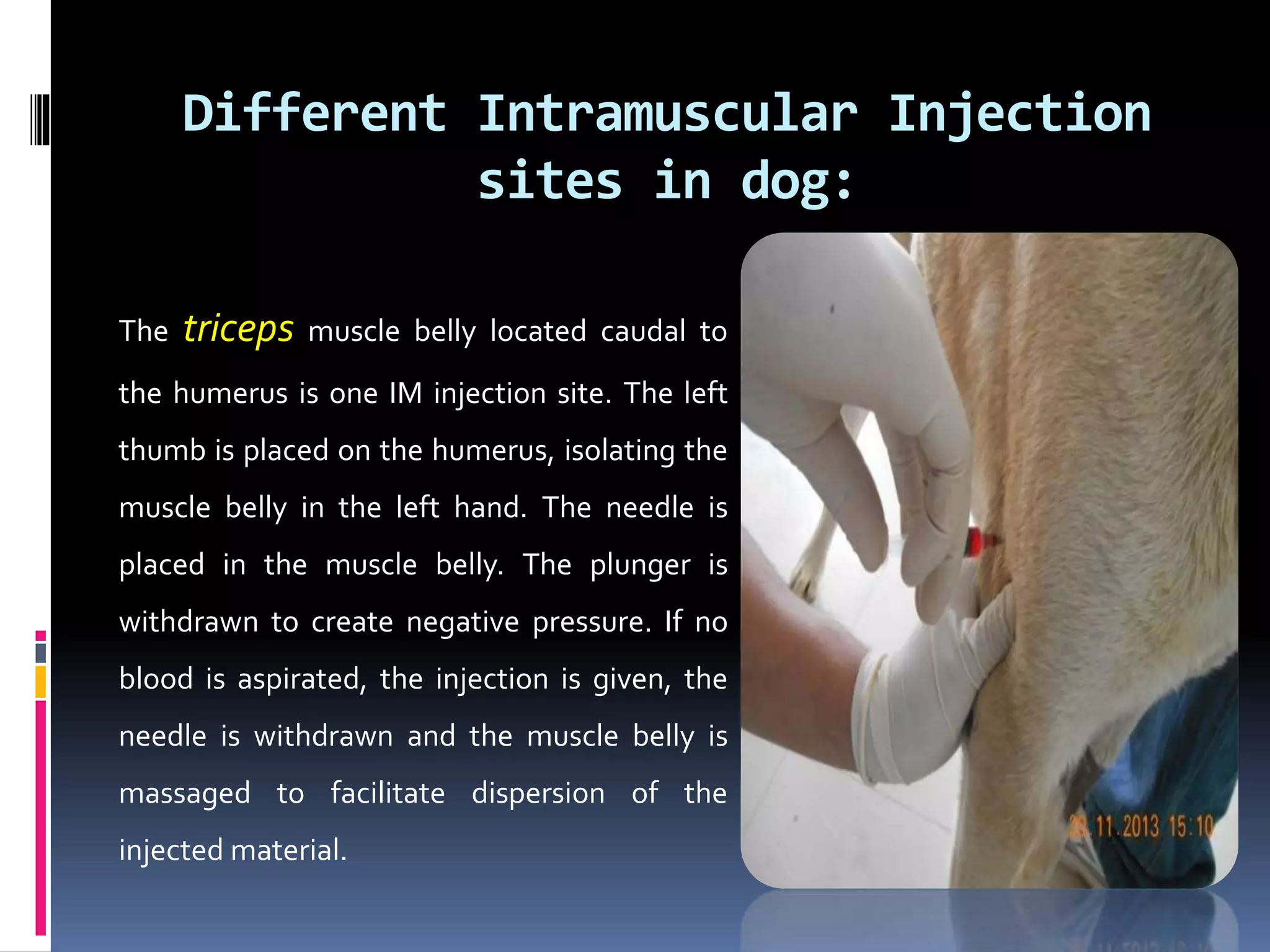 Injection techniques in equines and canines | PPTX