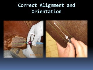 Intramuscular Injection Sites Dogs