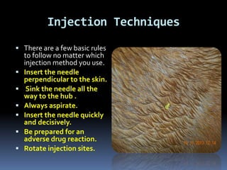 Intramuscular Injection Sites In Dogs