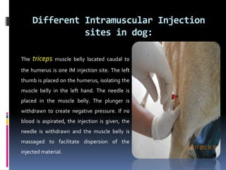 Where Do You Give A Dog An Im Injection
