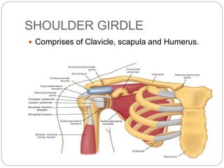 shoulder dislocation,scapula ,clavicle and all injuries around shoulder ...