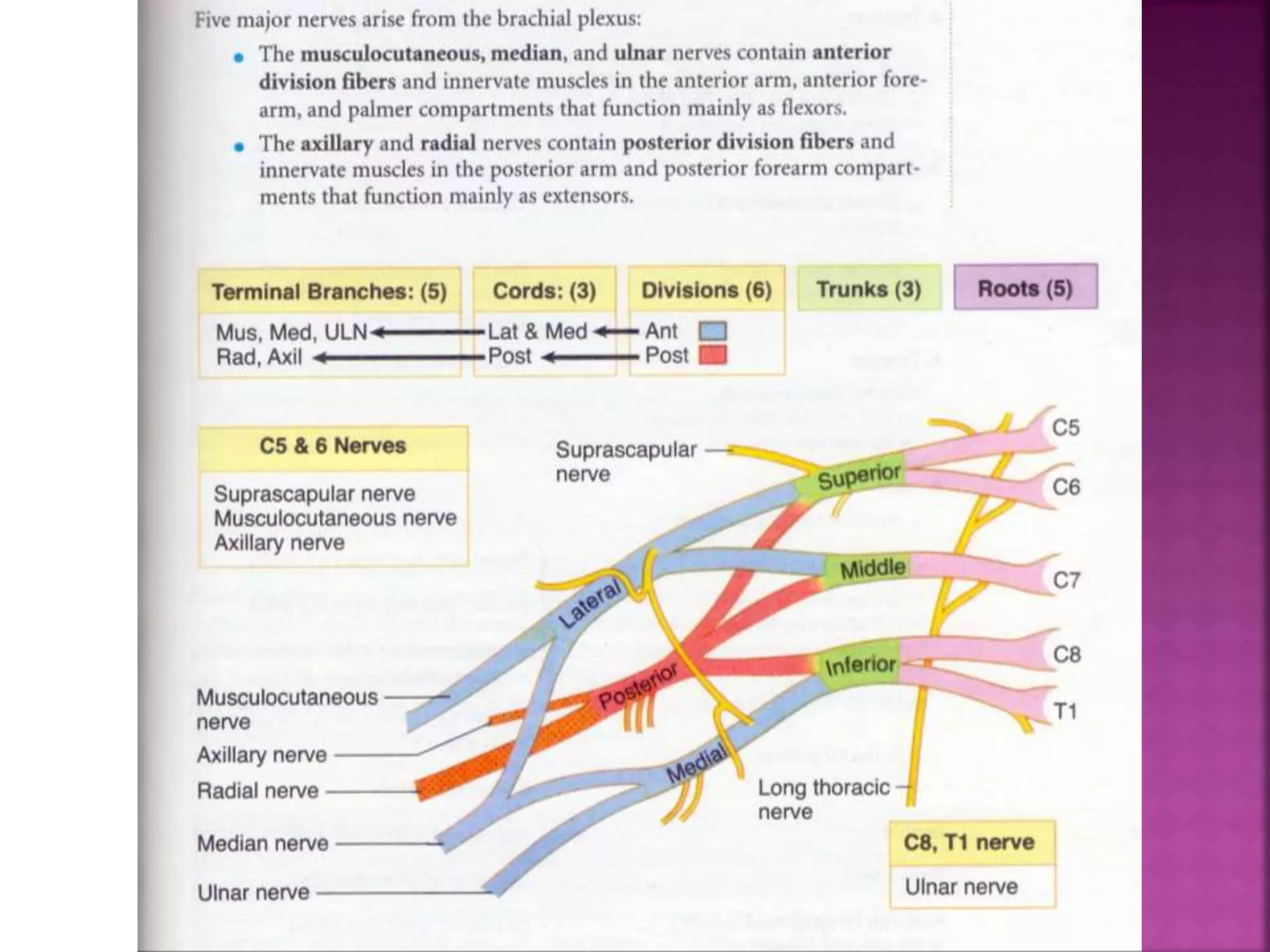 Injuries of Brachial plexus | PPTX