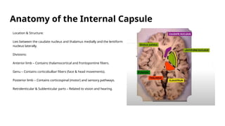 Injuries of internal capsule presentation-.pptx