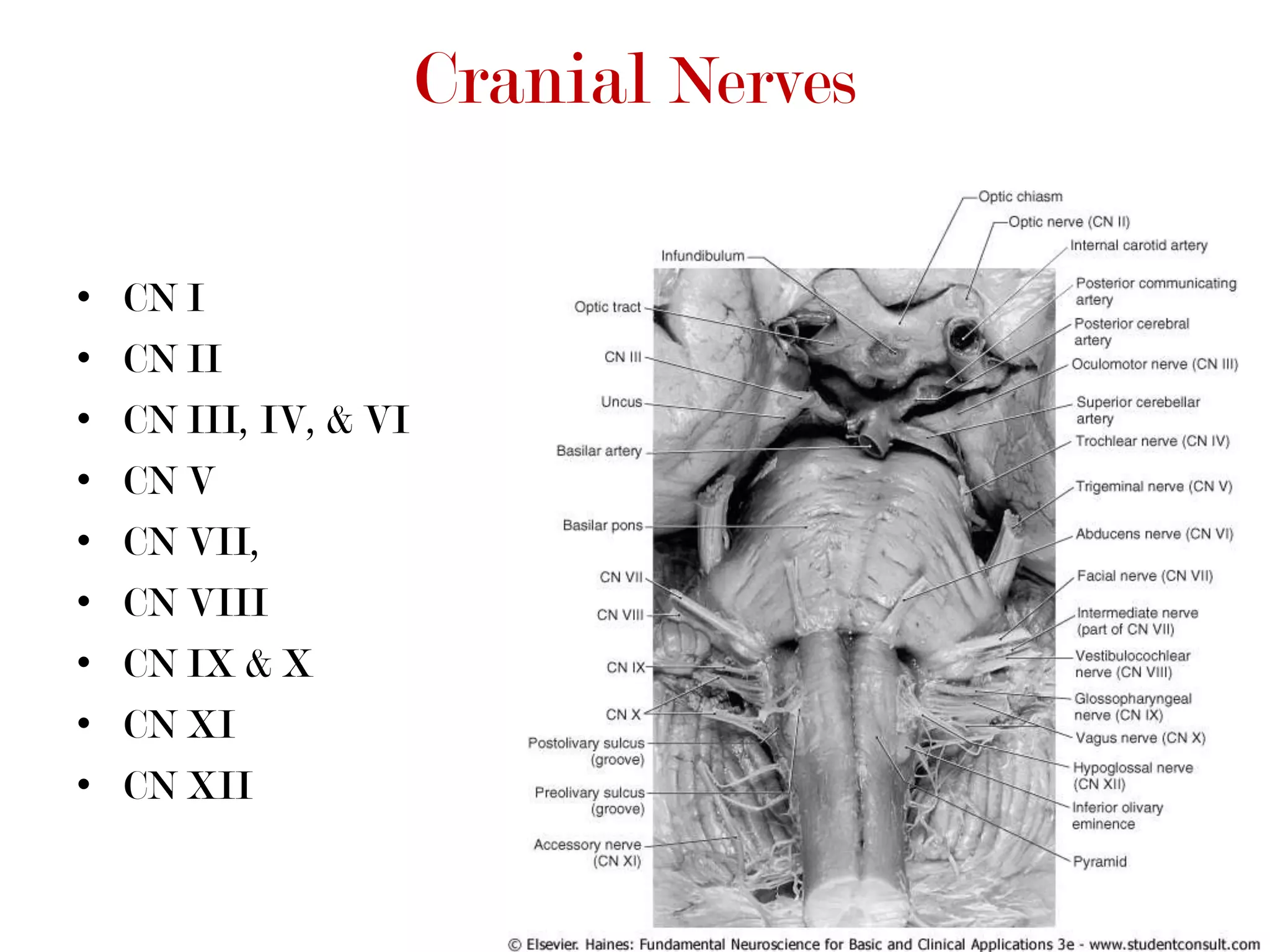 Injury Of Cranial Nerve | PPTX