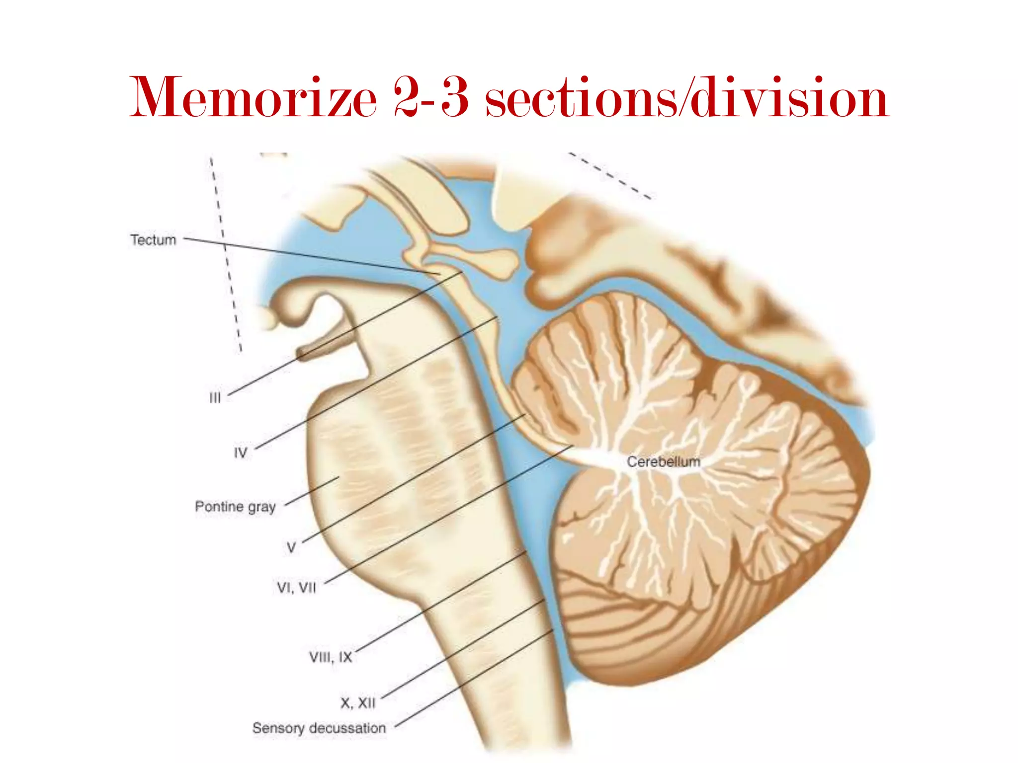 Injury Of Cranial Nerve | PPTX