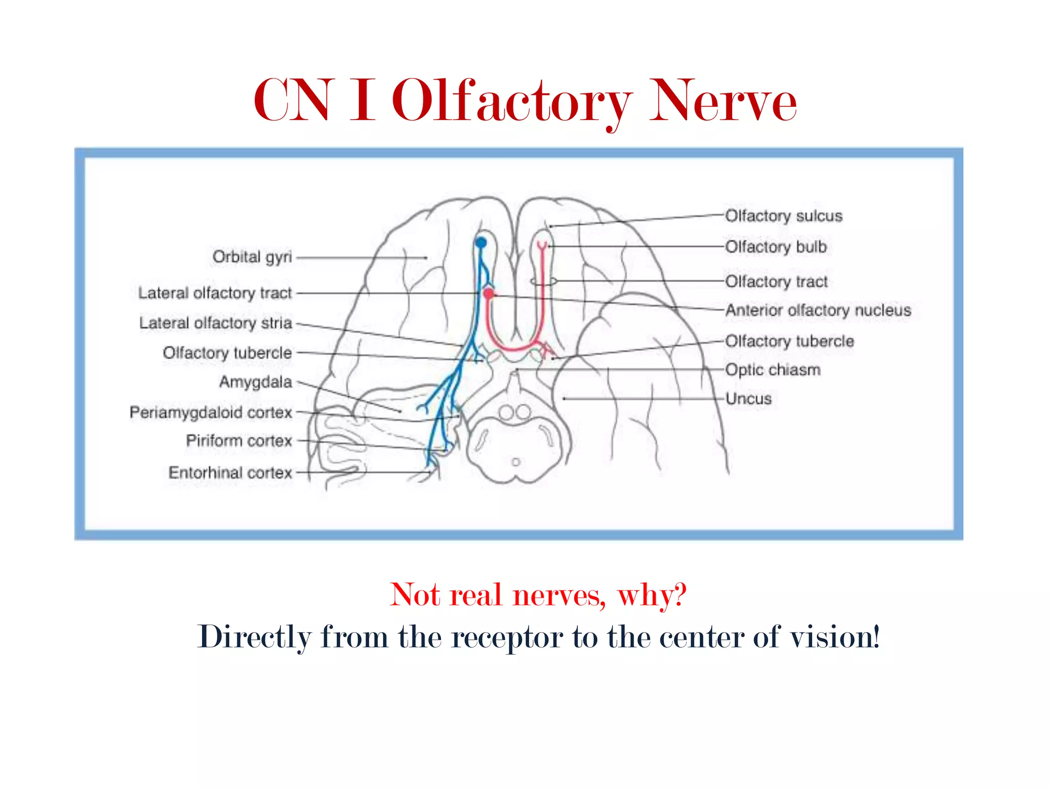 Injury Of Cranial Nerve | PPTX