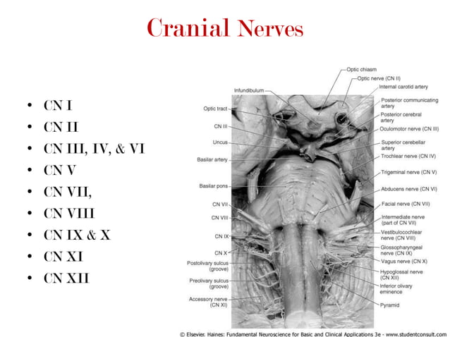 Injury Of Cranial Nerve | PPTX | Ear, Nose and Throat Conditions ...