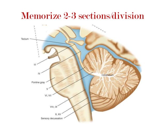 Injury Of Cranial Nerve | PPTX | Ear, Nose and Throat Conditions ...
