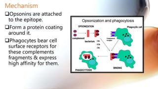 ACUTE INFLAMMATION | PPTX