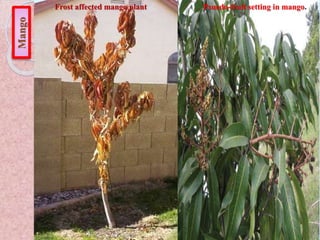 Influence of climate on fruit crops | PPTX