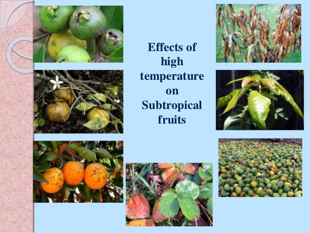 Influence of climate on fruit crops