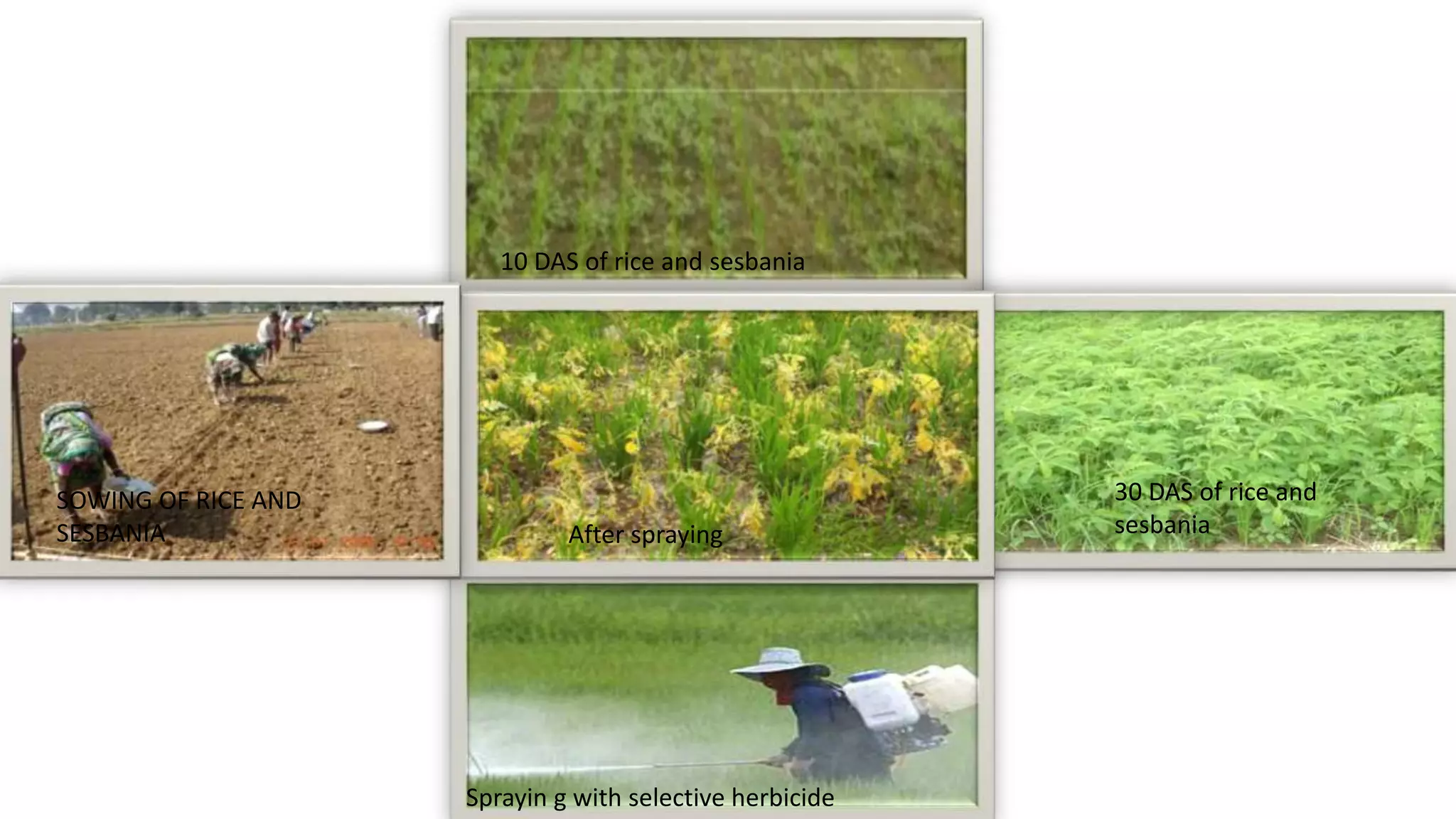 Integrated nutrient management | PPTX