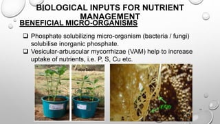 Integrated Nutrient Management | PPTX