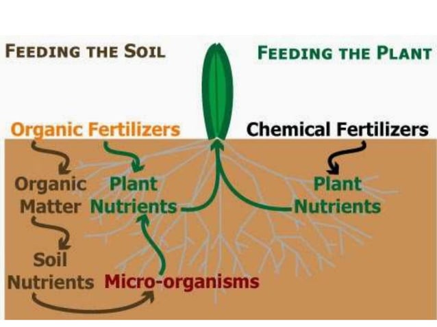 Integrated nutrient management for sustainable vegetable production | PPTX