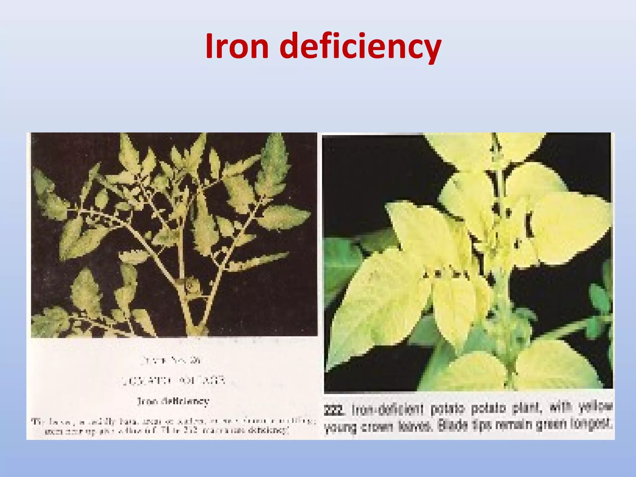 Inm in horticulture | PPT