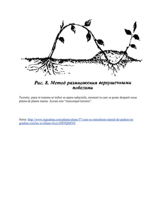 Inmultire alun din seminte | DOCX